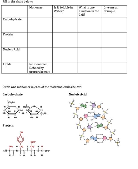 Macromolecules Chart Worksheet