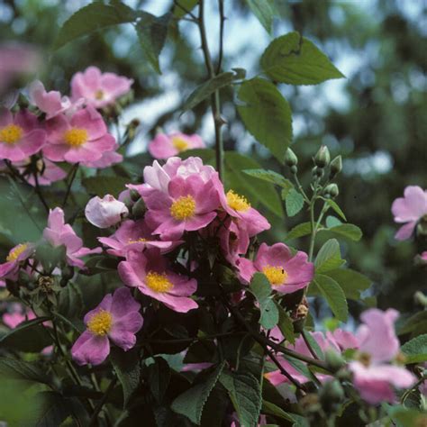 Cornichons An Easy Recipe For Tiny Pickled Cucumbers