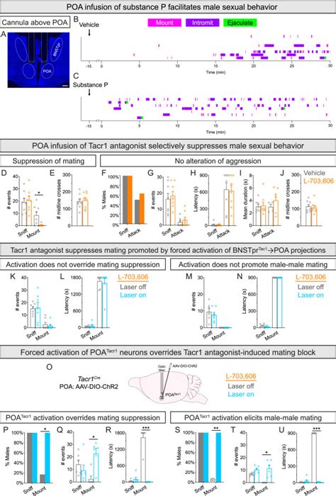 A Neural Circuit For Male Sexual Behavior And Reward Cell
