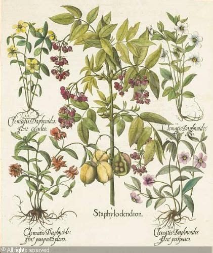 Botanical Map Illustration Of Plants And Flowers