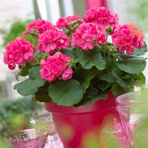 Las Mejores Plantas Con Flores De Fácil Cuidado Para Tu Casa Plantas