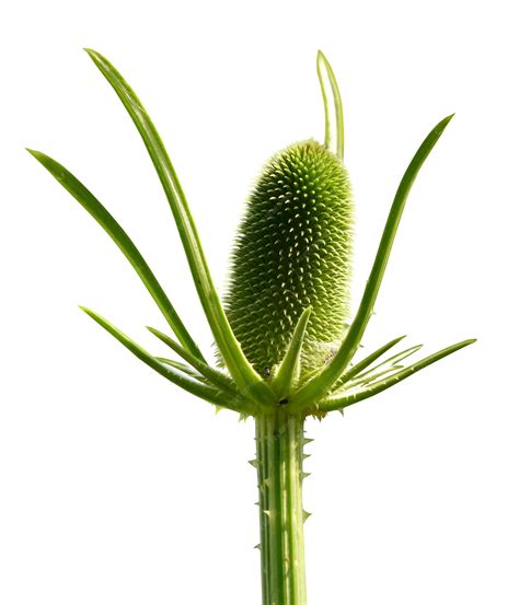 Premium Photo Dipsacus Is A Medicinal Plants Used In Traditional