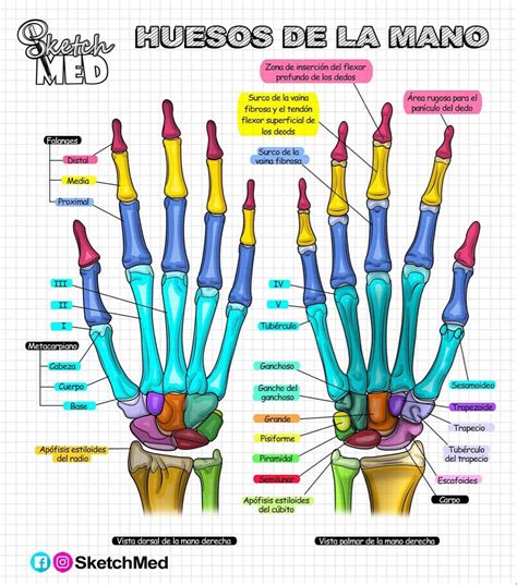 Huesos De La Mano Huesos Anatomia Libros De Anatomia Anatomia Y