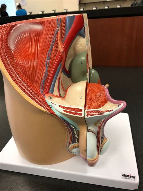 Male Reproductive Diagram Quizlet