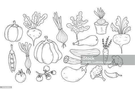 제철 야채 수집 호박 가지 콜리플라워 양파 완두콩 토마토 비트 후추 등 분리된 벡터 선형 손으로 그린 낙서 신선한 천연 에코 제품 디자인을위한 음식 가지 채소에 대한 스톡