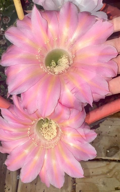 Very Rare Sex On The Beach Echinopsis Rooted Starters