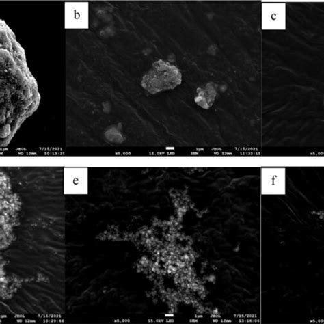 Synthetic Procedure Of Functionalized Mnps A Mnps And Coating