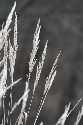 매우 낮은 시야를 가진 베이지 리드의 섬세한 건조 가지를 클로즈업합니다 뉴트럴 톤과 색조의 질감이 있는 자연스러운 배경 소박한 스타일 미니멀하고 스타일리시하며 트렌디한 컨셉