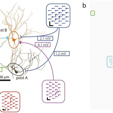 Connectivity Diagram For The Synaptic Inputs Mapped In Fig 4 A Download Scientific Diagram
