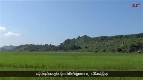 ရခိုင်မှာ အခုနှစ် မိုးစပါးစိုက်ပျိုးတဲ့လယ်ဧကတွေဟာ အရင်နှစ်တွေကထက် ထက်ဝက်ကျော်လောက်ကျဆင်း နိုင