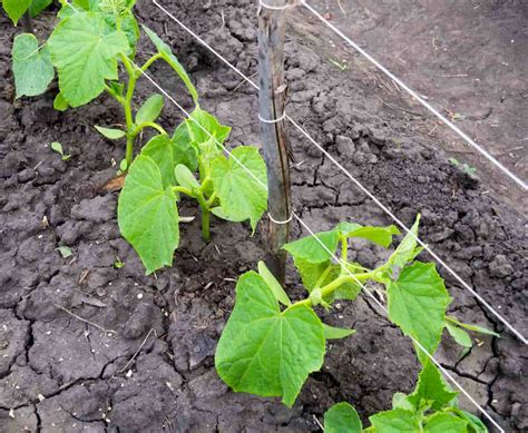 Garden Twine For Tomatoes At Patrick Oala Rarua Blog