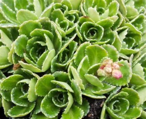 85 500 Saxifrage Elliotts Variety Aka Clarence Elliott Succulent Seeds
