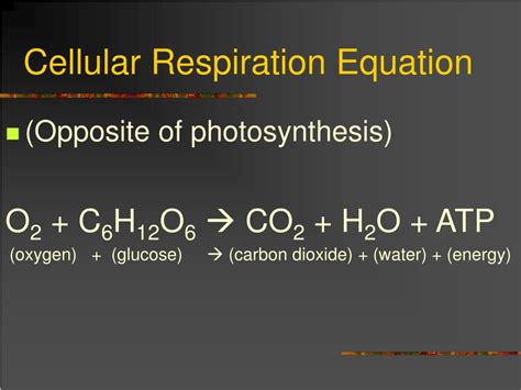 Ppt Cell Energy Cellular Respiration Powerpoint Presentation Free Download Id 6867525