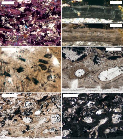 Details Of Bone Microstructure Of A Humerus See Fig 2e Of The