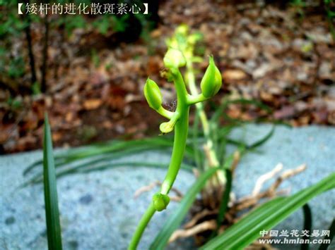 矮杆素 大山谷图库