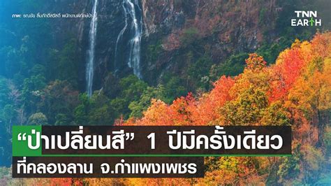 ชวนชม “ป่าเปลี่ยนสี” 1 ปีมีครั้งเดียว ที่คลองลาน จ กำแพงเพชร