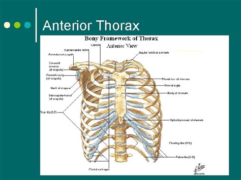 Thorax And Lungs Anterior Thorax Suprasternal Notch Posterior