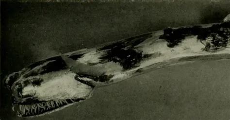 Найпотворніша істота океану вчені показали рибу яка бачить у темряві