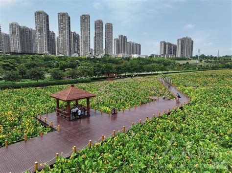 广西南宁那考河湿地公园春景如画 人民图片网