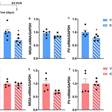 Injection Of An Aav Dio Hm3dgq Dreadd Virus In The Mpfc Of Pvcre Mice