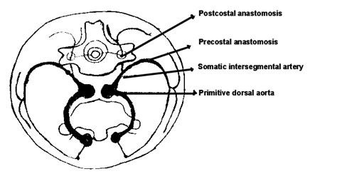Diagrmatic Representation Of Intersegmental Arteries Fetal Stage Download Scientific Diagram