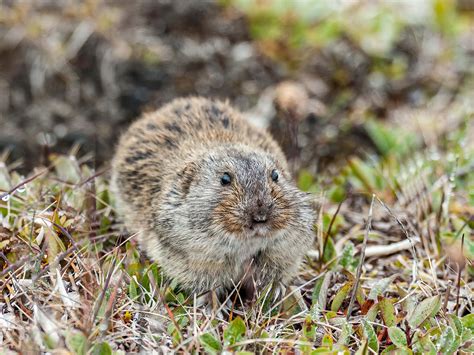 Download Wild Lemmingin Natural Habitat  Wallpaper