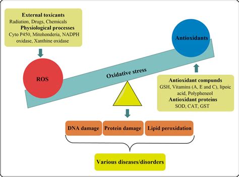 Schematic Illustration Of Oxidative Stress Oxidative Stress Is Defined