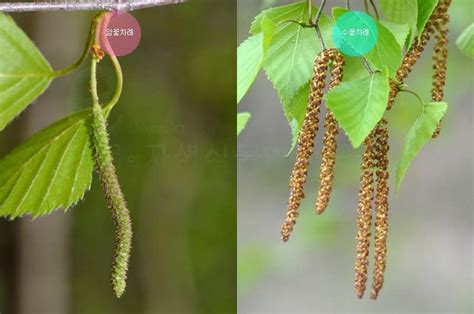 재배식물 자작나무