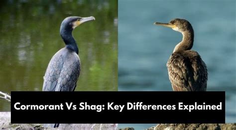 Stone Curlew Life Cycle Nest Building To Fledging And Everything In