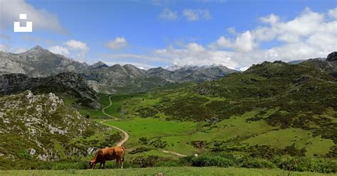 무성한 녹색 언덕 위에 서있는 갈색 말 사진 Unsplash의 무료 코바동가 이미지