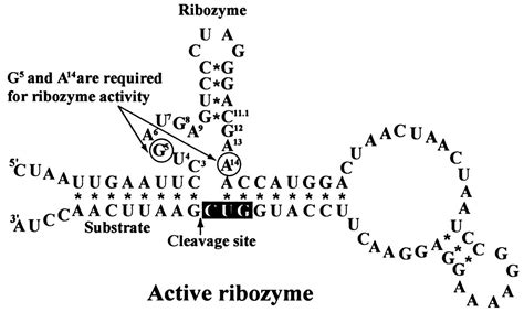 Ribozyme Bioinformatics Wikia Fandom
