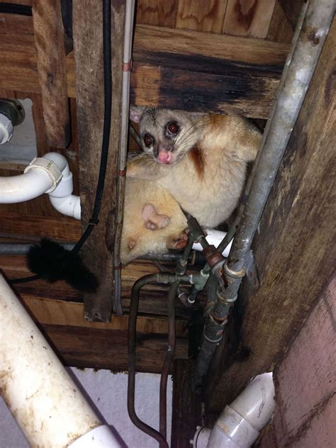 Possum Removal Rat Control Brisbane To Tweed Heads