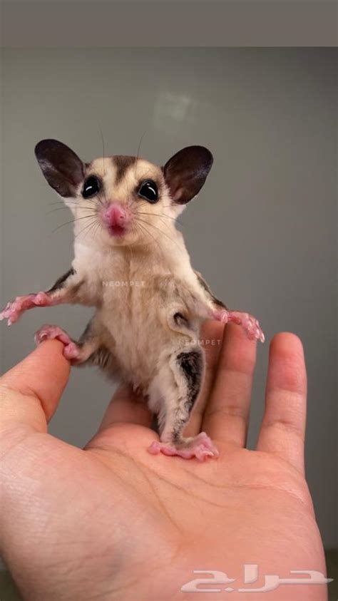 سنجاب اقساط شوقر قلايدر السنجاب الطائر اليف ذكر انثى صغير موقع حراج