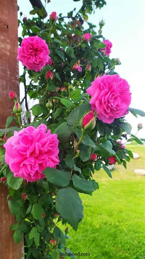 عکس گل محمدی برای پروفایل ” 2024 غنچه و بازشده در طبیعت زیبا در رنگ