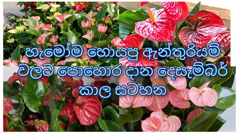 ඔයාගේ මල් වගාවෙත් දිලිසෙන මල් කොල ගන්න ආසයිද මේ විදිහට කරොත් ඔයාගේ පැල ටික ලස්සනට හදාගන්න
