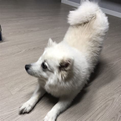 강아지가 기지개 켜는 자세를 하는 이유 7가지 비마이펫 라이프