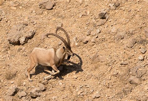 Sindh Ibex In Pakistan Safari Club