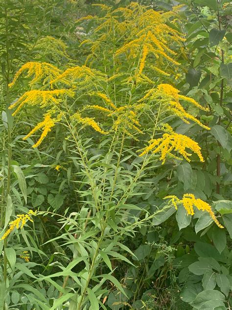Goldenrod A Lovely Garden Thug