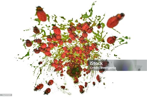 딱정벌레 침공 큰 더미 콜로라도 감자 딱정벌레 애벌레의 질량 검은 줄무늬가있는 밝은 빨간 애벌레가 흰 배경에 고립 된 무리에서 튀어 나온 갈색 배설물 사이에 펼쳐져 하이