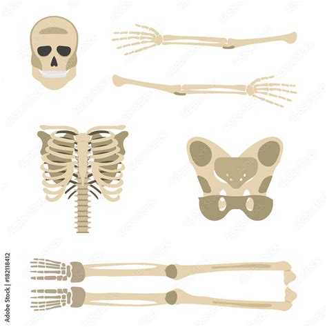 Skeleton Parts Icon Human Skeleton Front Side Silhouette Isolated On