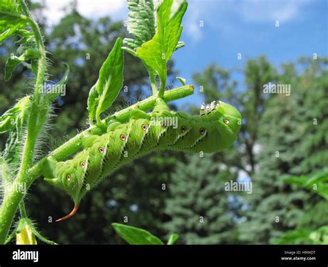 Hornworm Caterpillar Moth