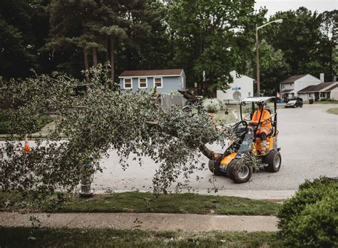 How To Get Rid Of Tree Roots In Yard Tree Root Removal Tips