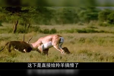猎豹上前捕食羚羊，反被羚羊犄角刺穿腹部，险些命丧当场羚羊犄角腹部