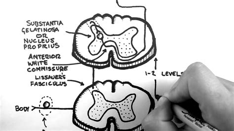 Spinal Pathways 3 Spinothalamic Tract Youtube