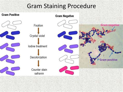 PPT Chapter Prokaryotes PowerPoint Presentation Free Download ID