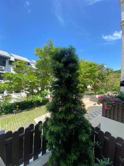 Podocarpus Macrophylla Furniture And Home Living Gardening Plants And Seeds On Carousell