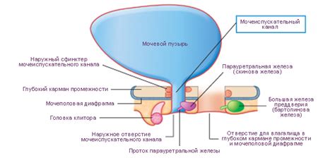 Фото Половых Губ У Женщин Норма —