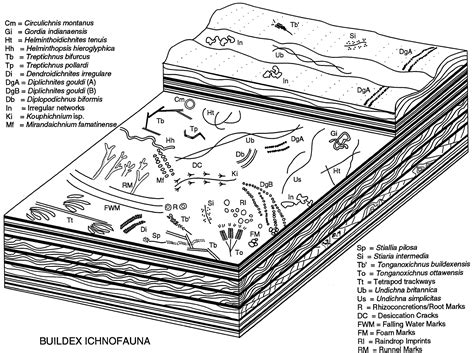 6—schematic Reconstruction Of The Buildex Ichnofauna