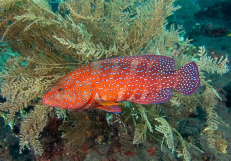 Coral Grouper Cephalopholis Miniata Bali Wildlife