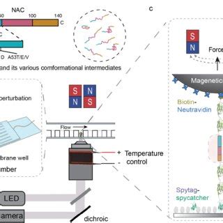 In Situ Magnetic Tweezer Based Single Molecule Approach A Download Scientific Diagram